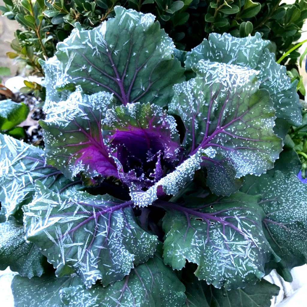 ENJOY YOUR YARD ALL YEAR - Poynter Landscape Architecture & Construction